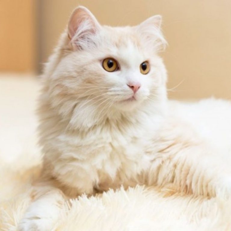 10 Fakta Kucing Muezza, Hewan Kesayangan Nabi Muhammad - Dailysia