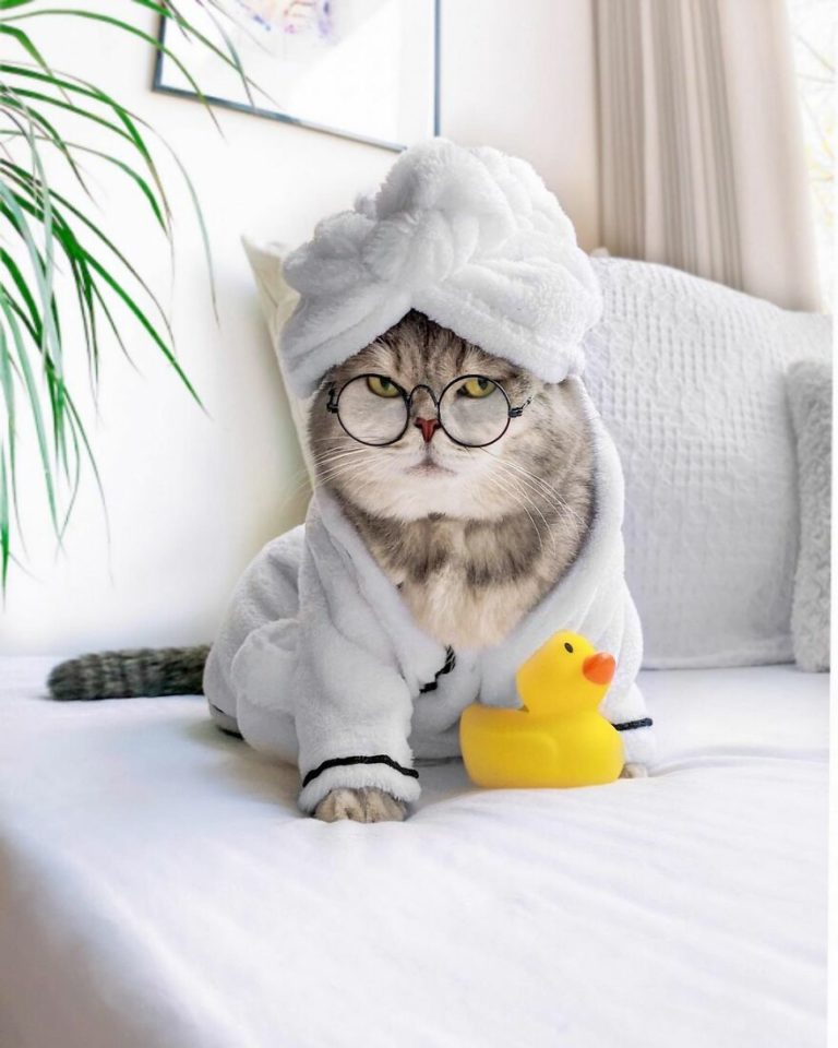 10 Potret Outfit Kucing yang Stylish Abis, Lengkap dengan Aksesorisnya ...
