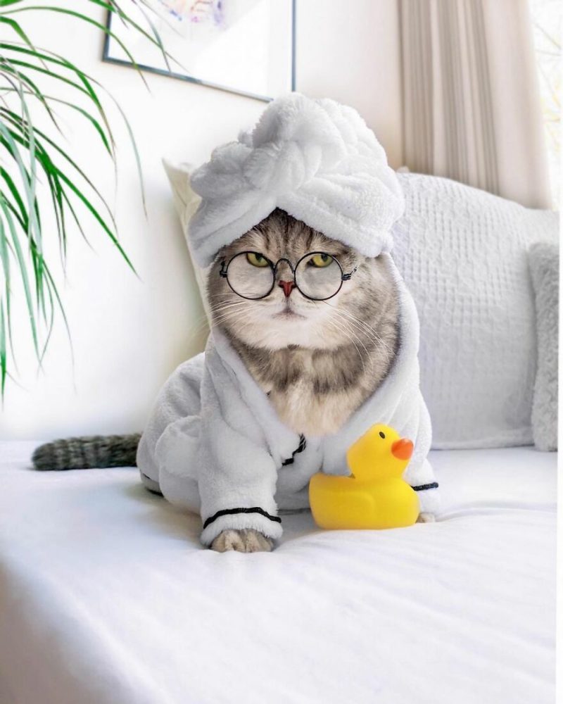 10 Potret Outfit Kucing yang Stylish Abis, Lengkap dengan Aksesorisnya ...
