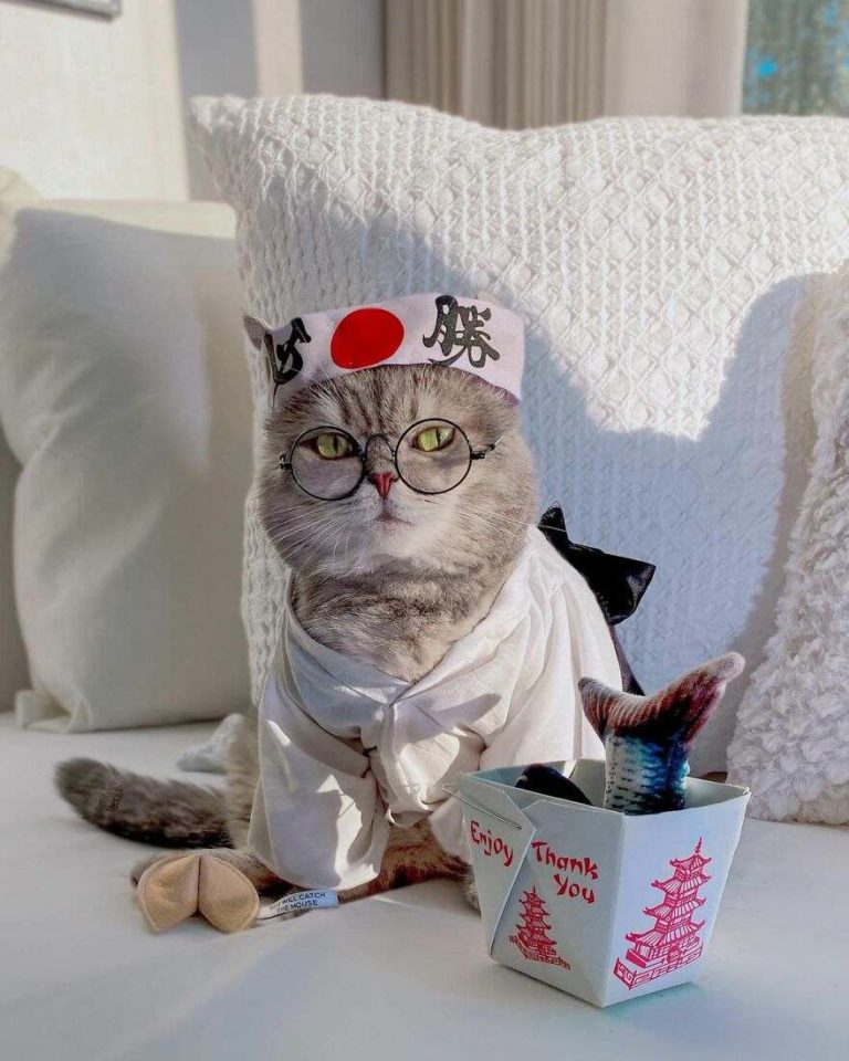 10 Potret Outfit Kucing yang Stylish Abis, Lengkap dengan Aksesorisnya ...