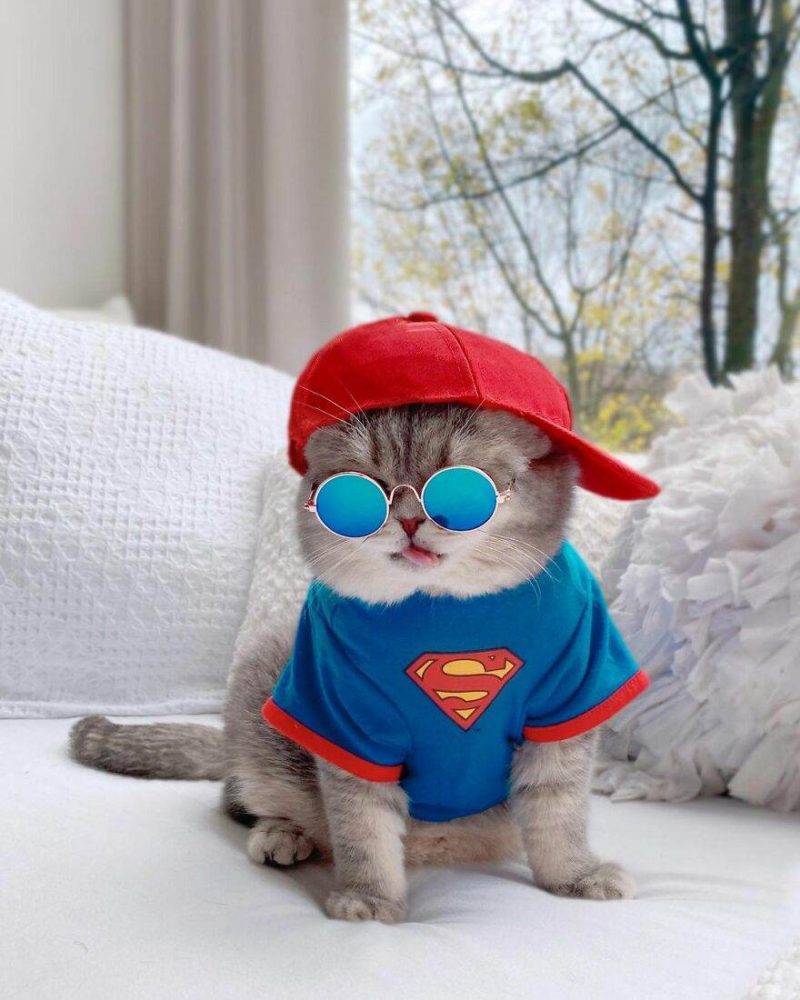 10 Potret Outfit Kucing yang Stylish Abis, Lengkap dengan Aksesorisnya ...