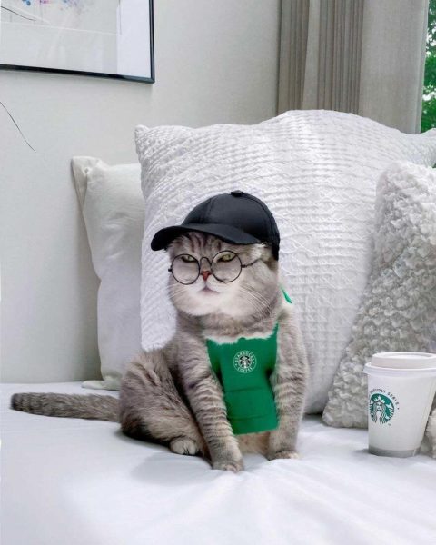10 Potret Outfit Kucing yang Stylish Abis, Lengkap dengan Aksesorisnya ...