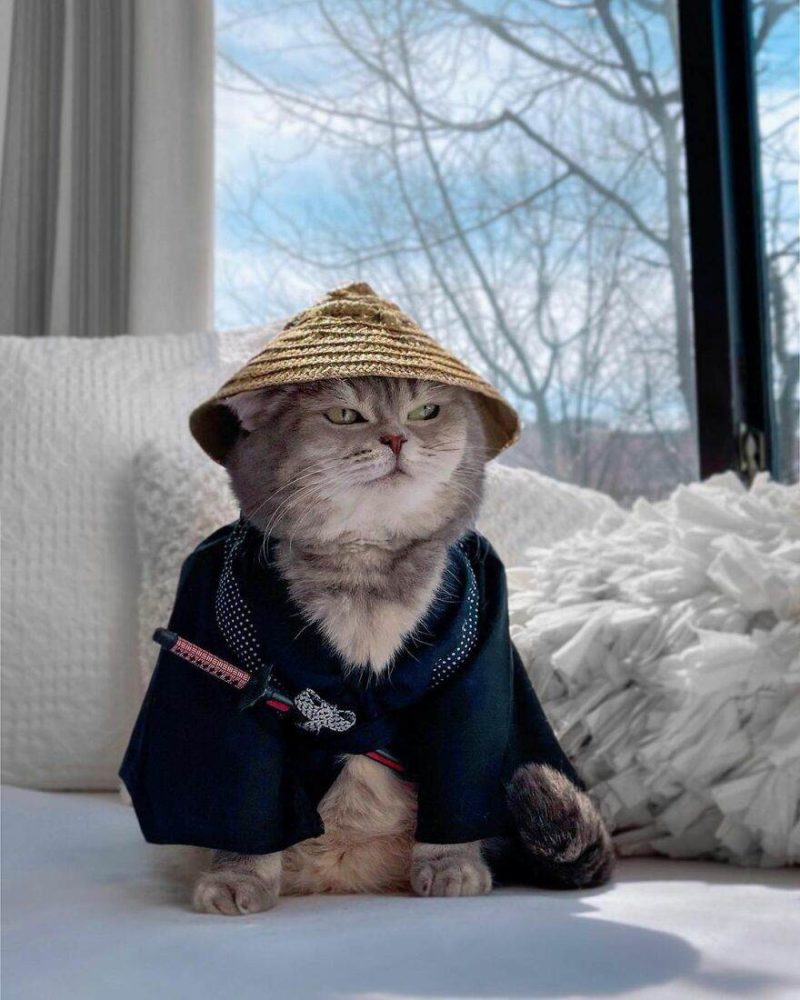 10 Potret Outfit Kucing yang Stylish Abis, Lengkap dengan Aksesorisnya ...