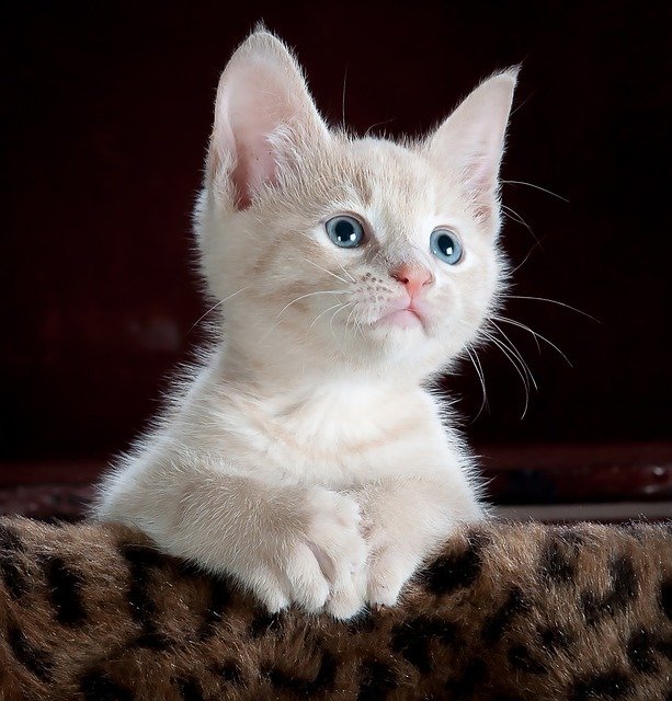 10 Fakta Kucing Muezza, Hewan Kesayangan Nabi Muhammad - Dailysia
