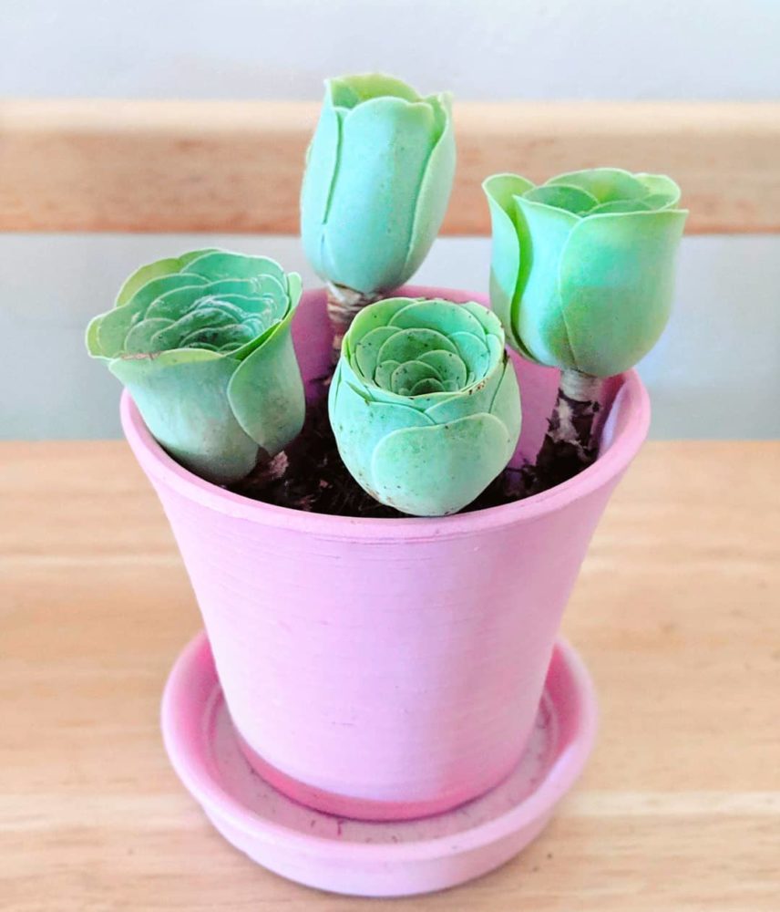 10 Tumbuhan dengan Bentuk Unik, Ada yang Warna-Warni - Dailysia