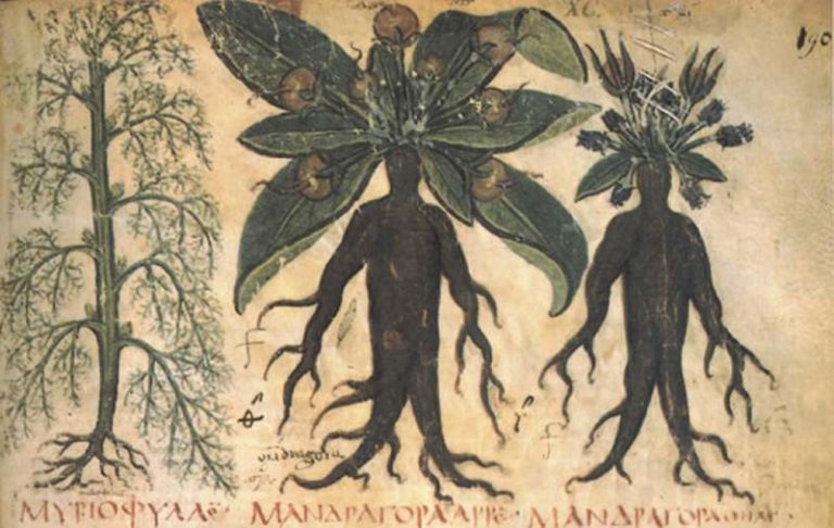 Fakta Tanaman Mandrake, Bentuknya Unik Seperti Tubuh Manusia