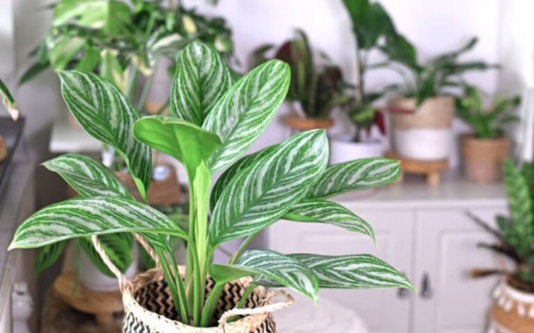 27 Jenis Aglaonema, Tanaman Hias Cantik dan juga Romantis - Dailysia