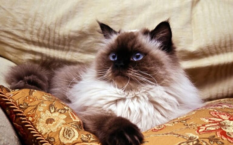 10 Fakta Kucing Himalaya serta Cara Merawat