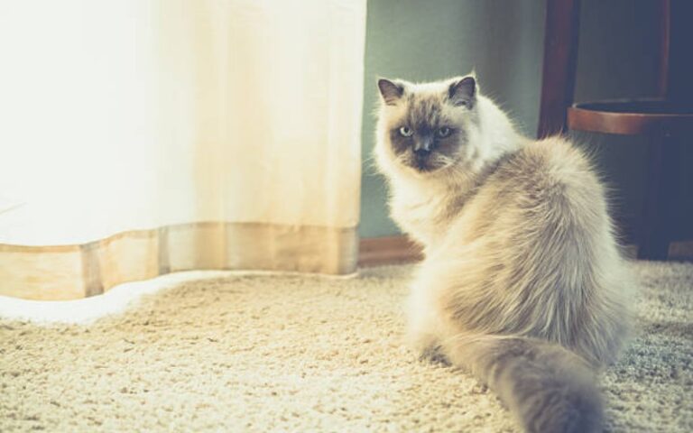 10 Fakta Kucing Himalaya serta Cara Merawat