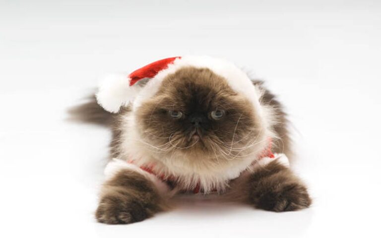 10 Fakta Kucing Himalaya serta Cara Merawat