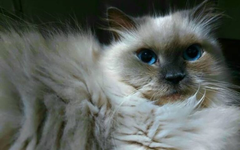 10 Fakta Kucing Himalaya serta Cara Merawat