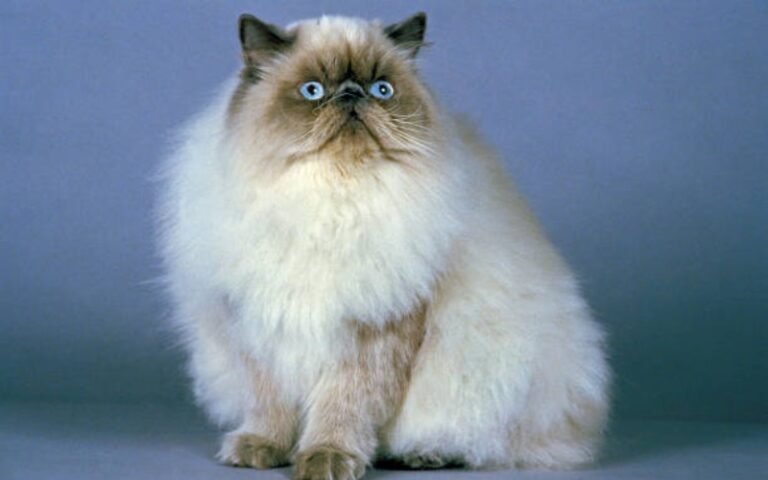 10 Fakta Kucing Himalaya serta Cara Merawat