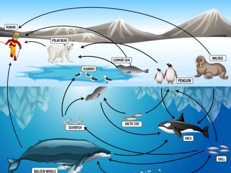 Rantai Makanan, Jenis Beserta Contohnya - Dailysia