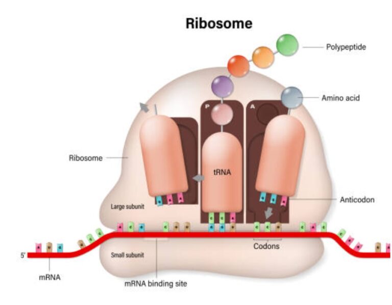 Fungsi Ribosom: Ciri-Ciri, Bentuk, Struktur, & Jenisnya - Dailysia