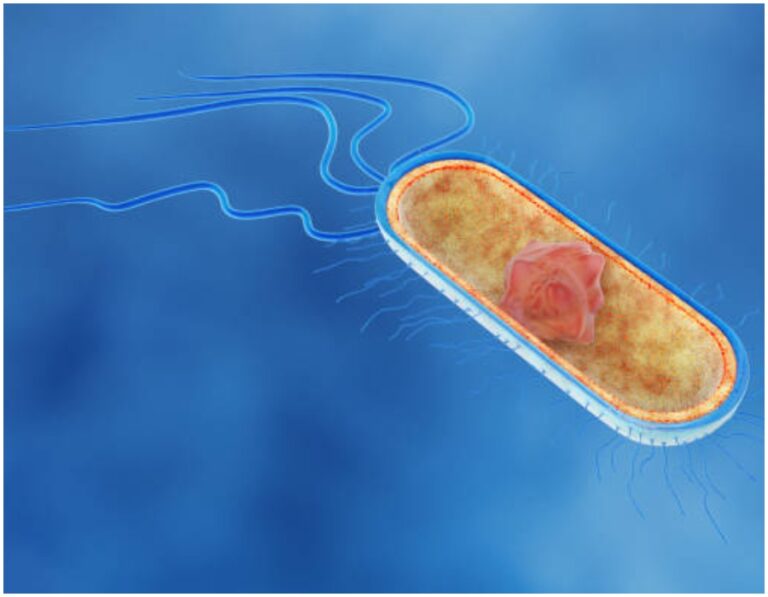 Fungsi Ribosom: Ciri-Ciri, Bentuk, Struktur, & Jenisnya - Dailysia