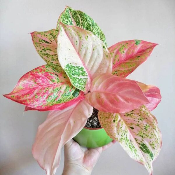 27 Jenis Aglaonema, Tanaman Hias Cantik dan juga Romantis - Dailysia