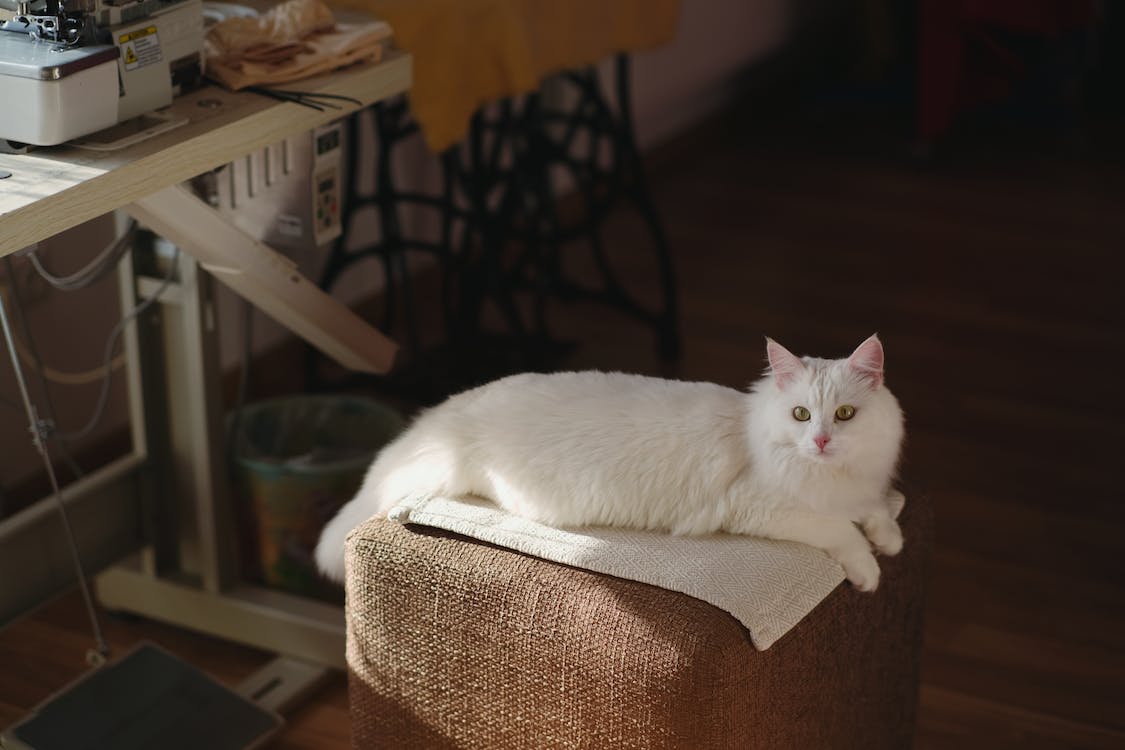 Mengenal Ciri Kucing Anggora dan Cara Memeliharanya - Dailysia