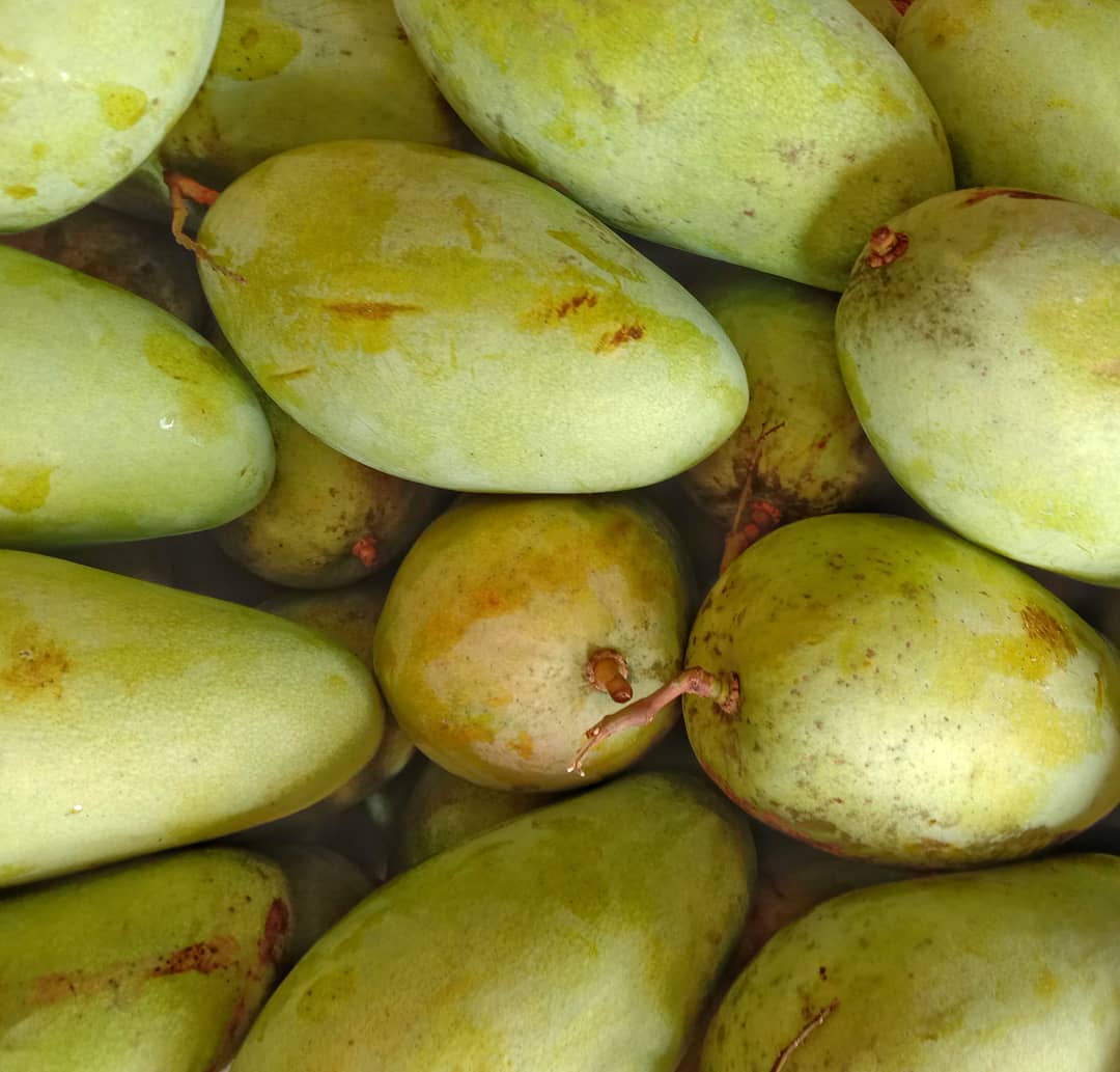 14 Jenis Mangga, Dari Kweni hingga Golek - Dailysia